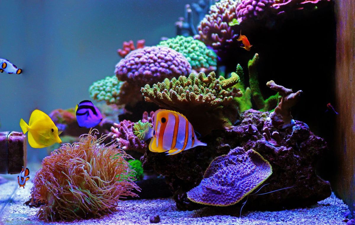 Tank Hack: Five Non-Drilled Aquarium Add-Ons to Improve Your Tank ...
